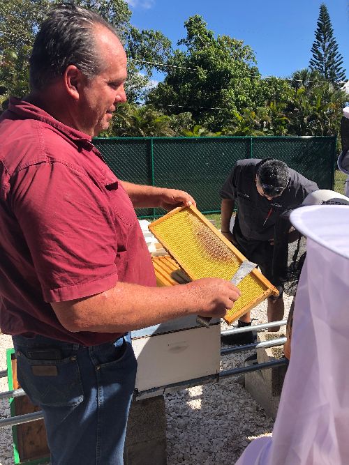 Edison, Ford estates to mark National Honey Bee Day - SANIBEL-CAPTIVA ...